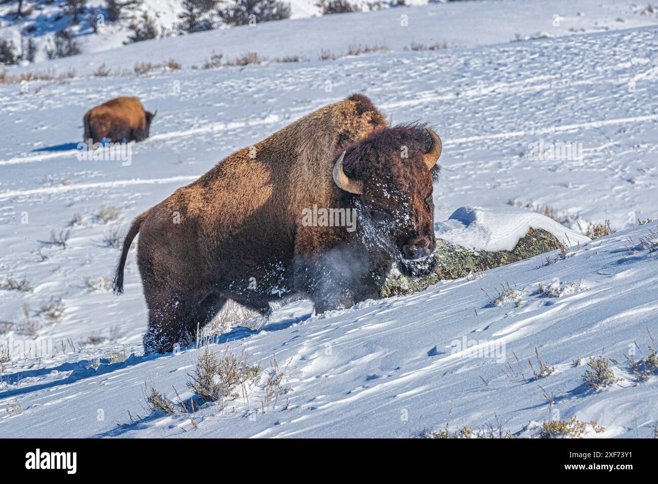 Buffalo in winter in the Northern Range of Yellowstone National Park Stock Photo - Alamy