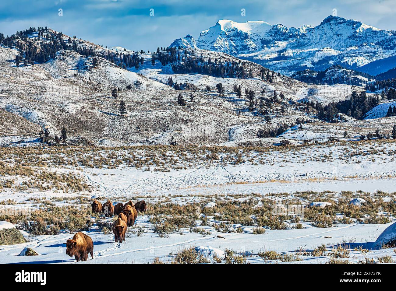 Northern range of Yellowstone National Park Stock Photo - Alamy