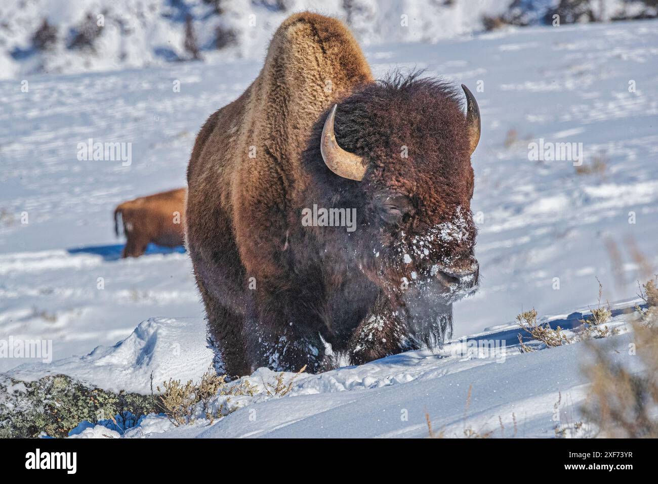Buffalo in winter in the Northern Range of Yellowstone National Park ...