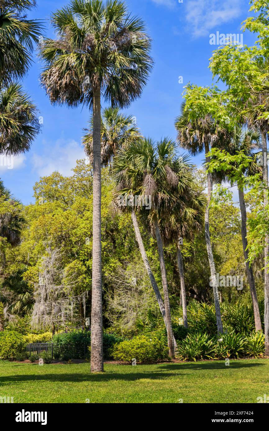 Washington palm trees hi-res stock photography and images - Alamy