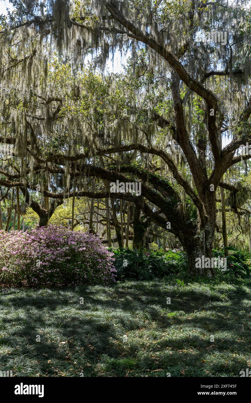 Oak tree draped in Spanish Moss with blooming Azaleas underneath Stock ...