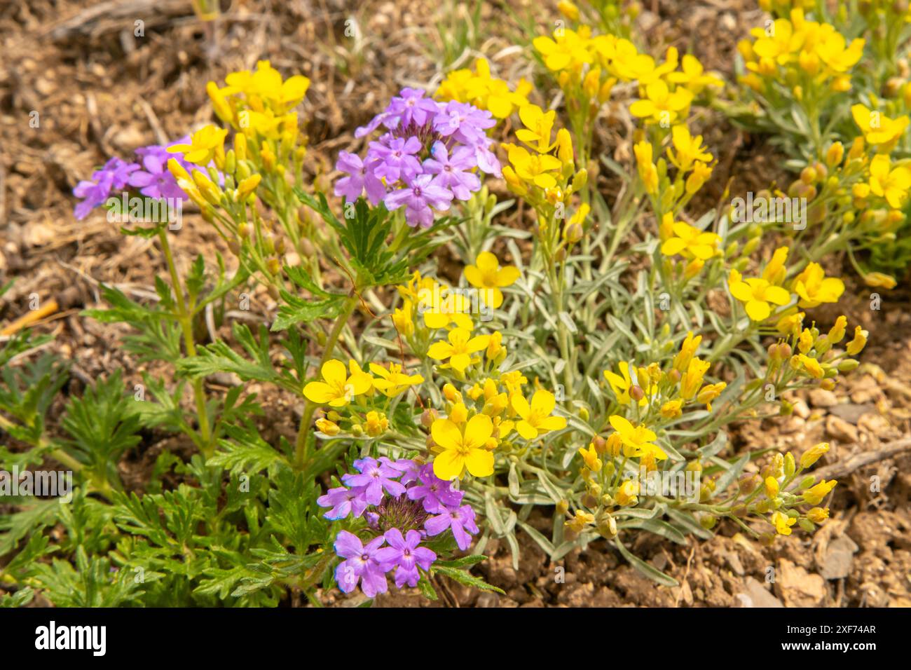 Gordon bladderpod hi-res stock photography and images - Alamy