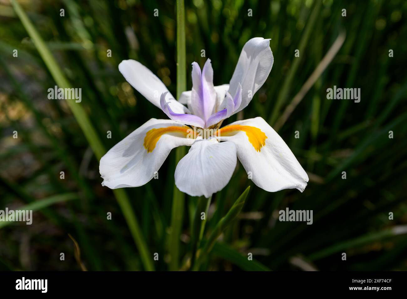 Fortnight lily hi-res stock photography and images - Alamy