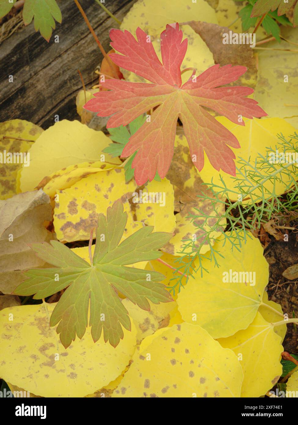 Fall colors groundside along the 10k Trailhead, Sandia mountains, New ...