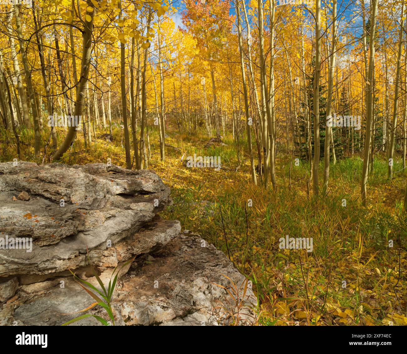 Cibola national forest hi-res stock photography and images - Alamy