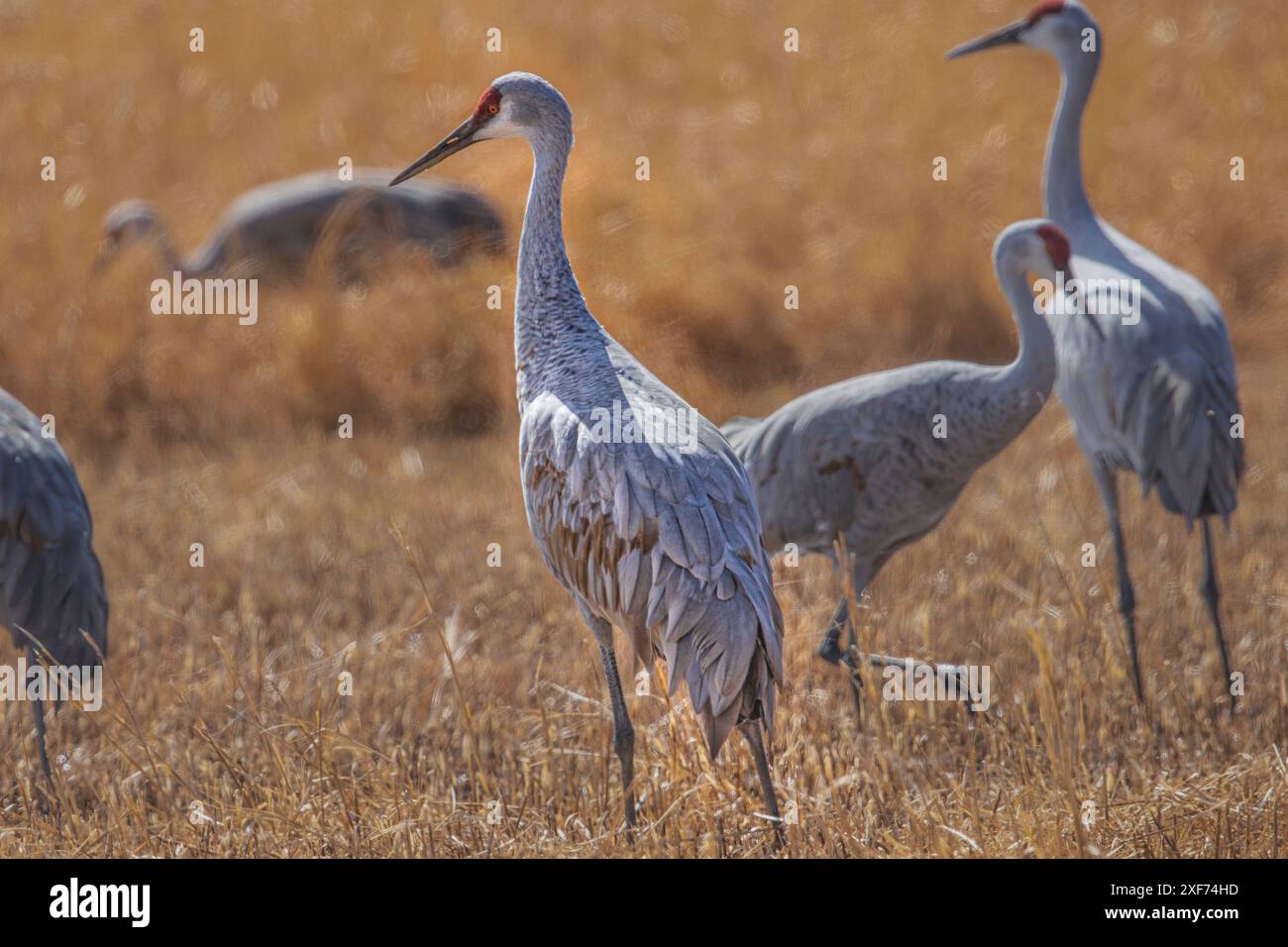 Birds of Bosque de Apache National Wildlife Refuge Stock Photo - Alamy