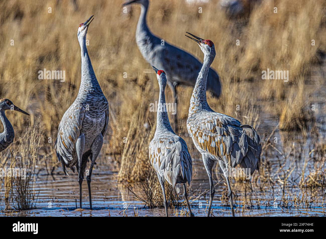 Birds of Bosque de Apache National Wildlife Refuge Stock Photo - Alamy