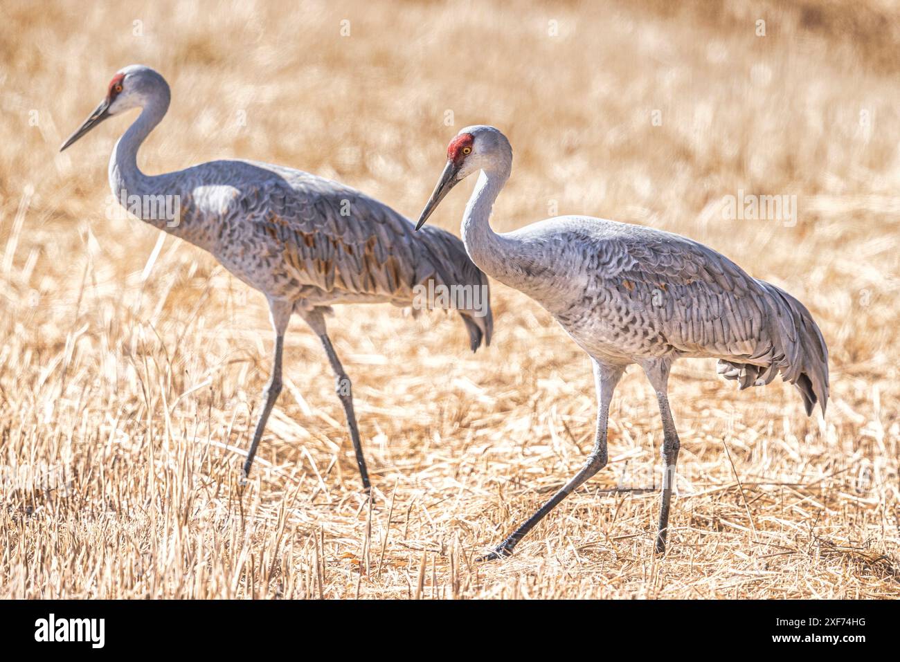 Birds of Bosque de Apache National Wildlife Refuge Stock Photo - Alamy