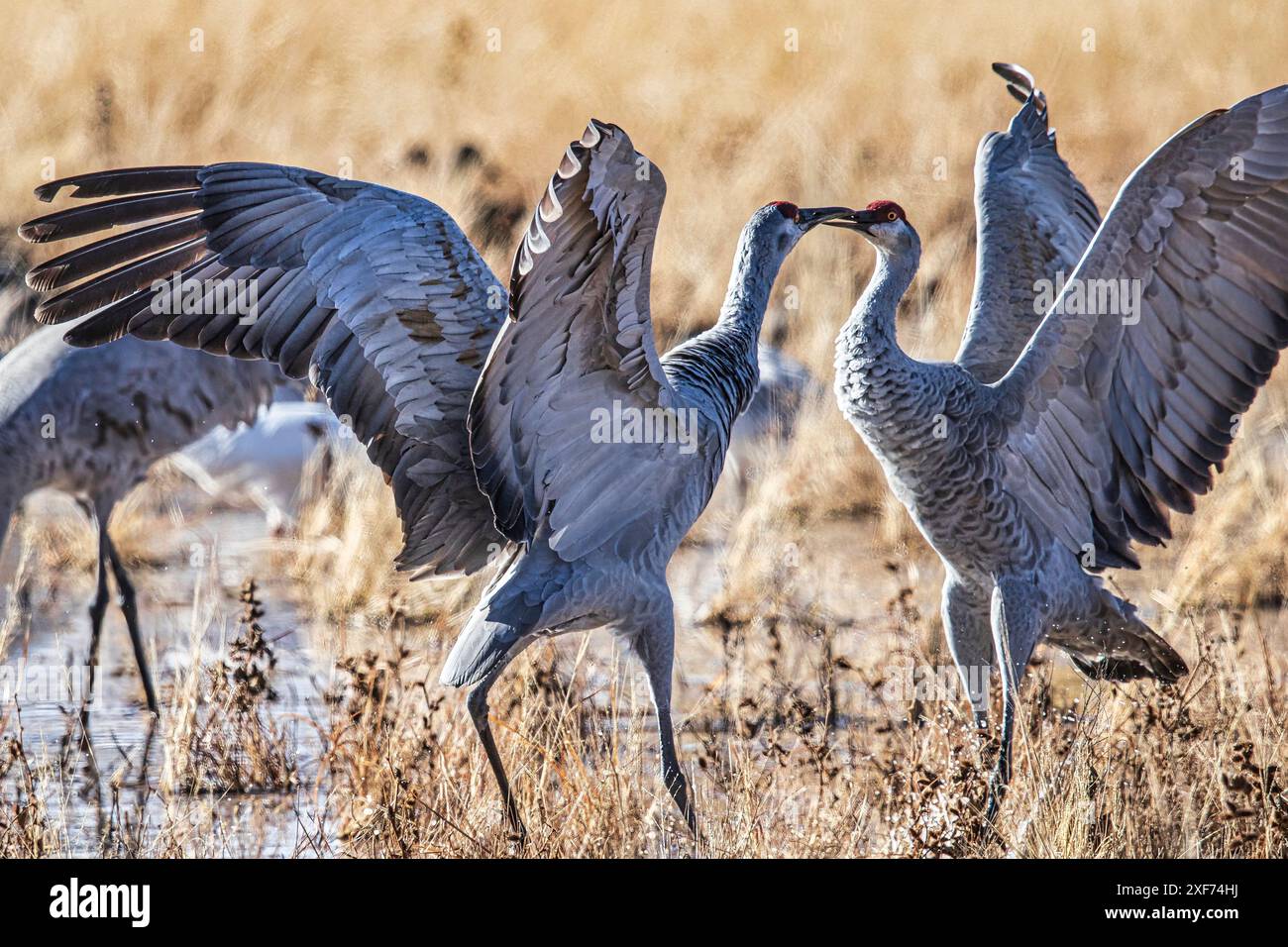 Birds of Bosque de Apache National Wildlife Refuge Stock Photo - Alamy
