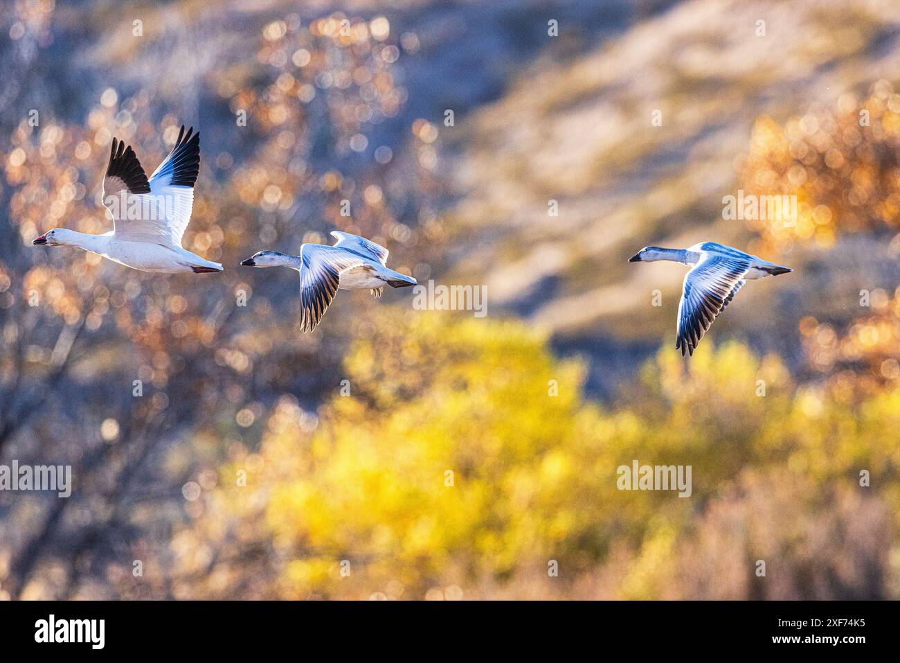 Birds of Bosque de Apache National Wildlife Refuge Stock Photo - Alamy