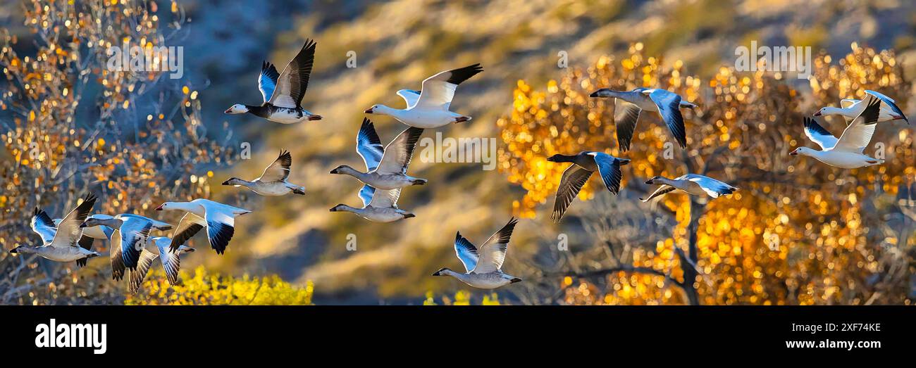 Birds of Bosque de Apache National Wildlife Refuge Stock Photo - Alamy