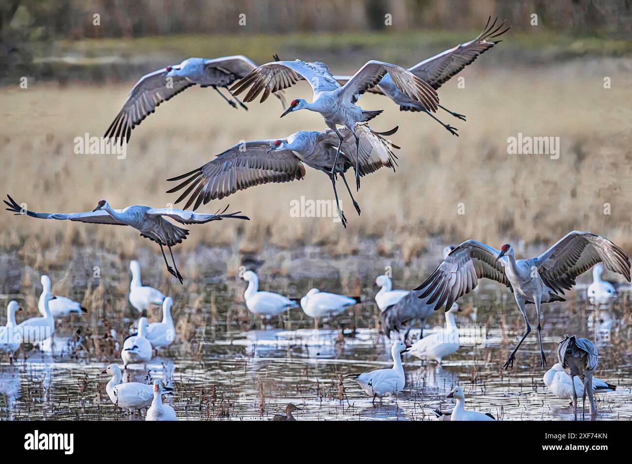 Birds of Bosque de Apache National Wildlife Refuge Stock Photo - Alamy