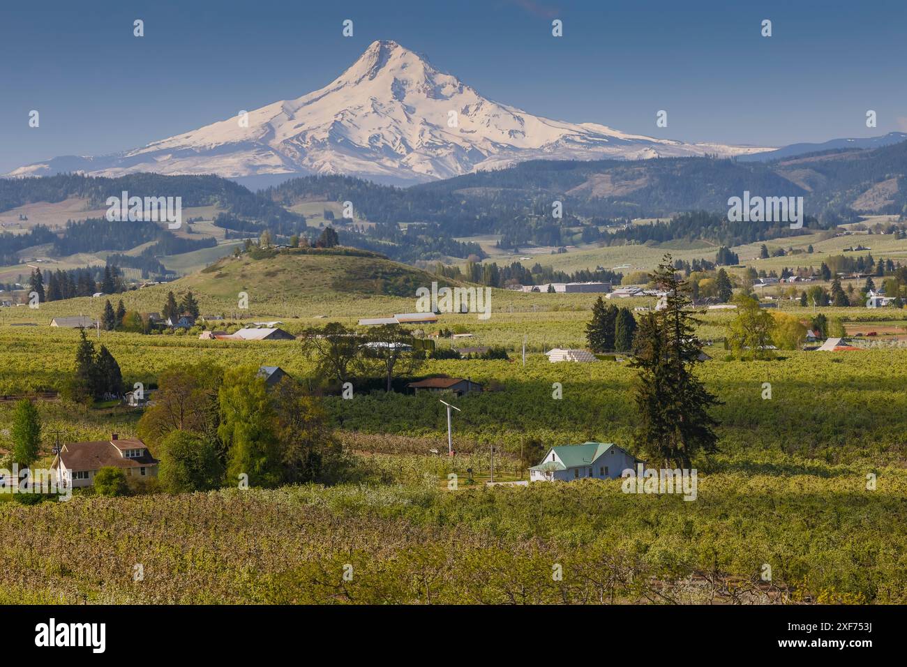 USA, Oregon, Hood River, Orchards in springtime bloom with backdrop of ...