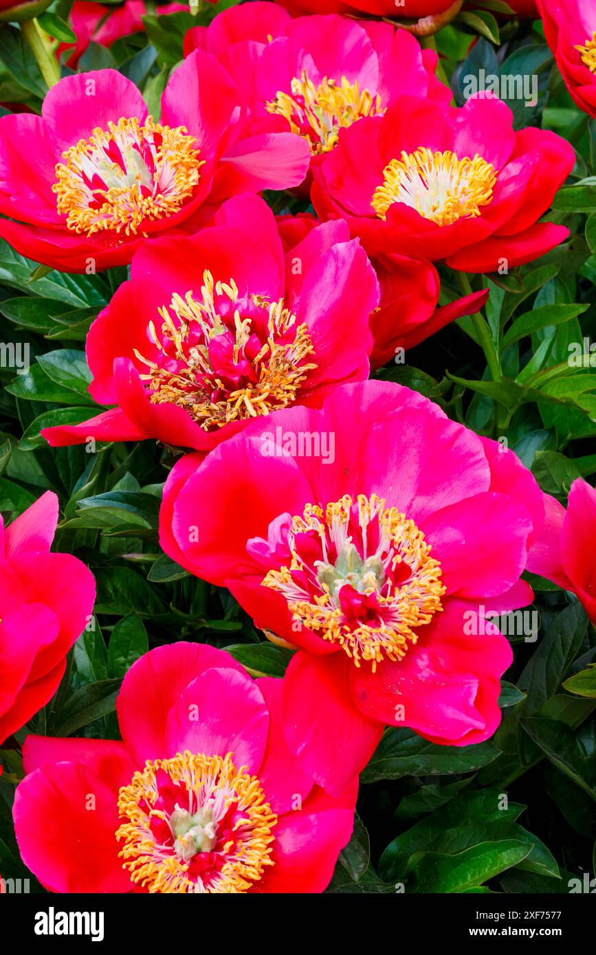 Bright pink peonies hi-res stock photography and images - Alamy