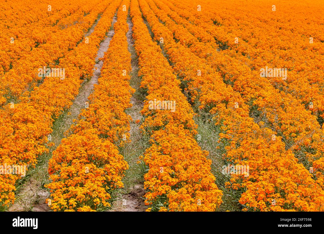 USA, Oregon, Silverton. Field of orange Wallflowers grown in rows for seed Stock Photo - Alamy