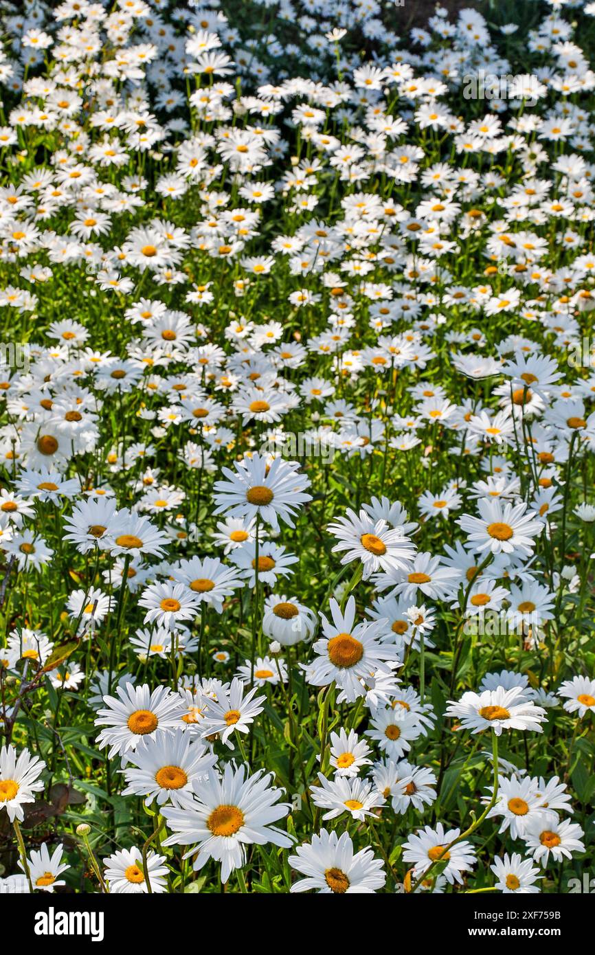 USA, Oregon, Cannon Beach. Large planting of Shasta Daisy Stock Photo ...
