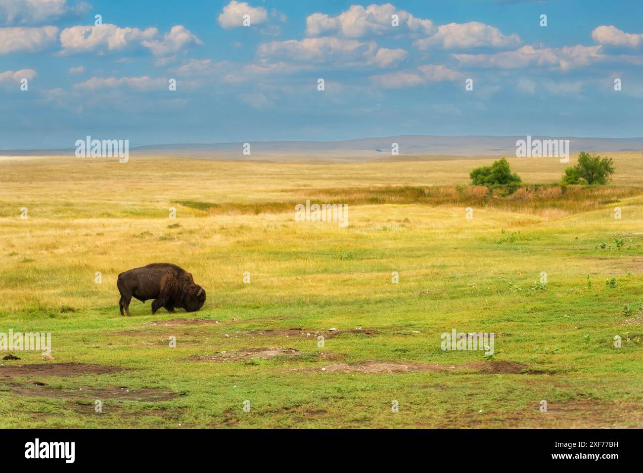 Lone bison is grazing on the green grass in the yellow grasslands of ...