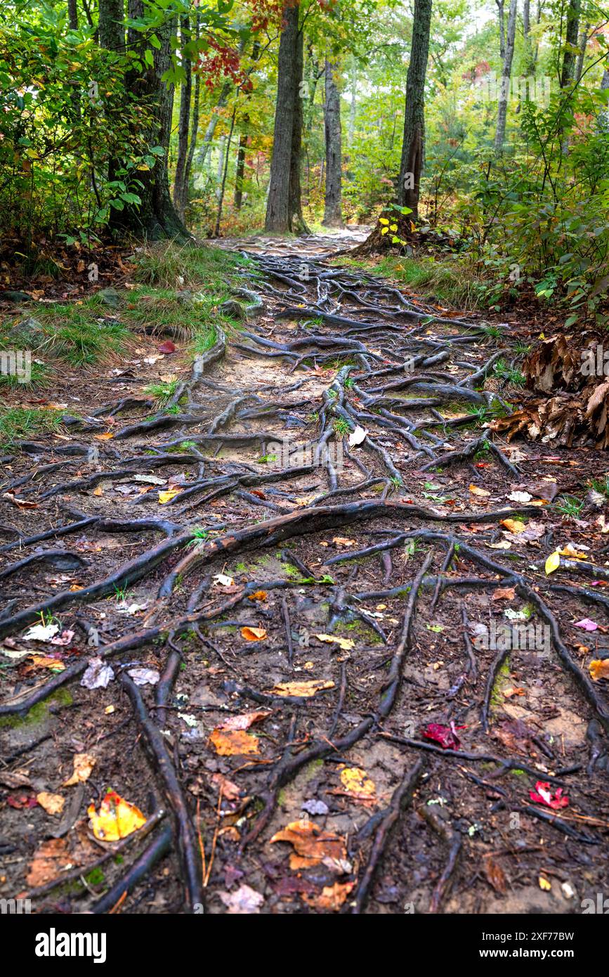 USA, Tennessee. Great Smoky Mountains path of tree roots and Fall ...