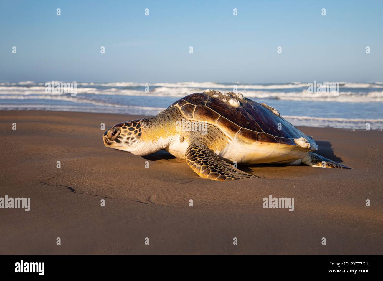 Green sea turtle on beach Stock Photo - Alamy