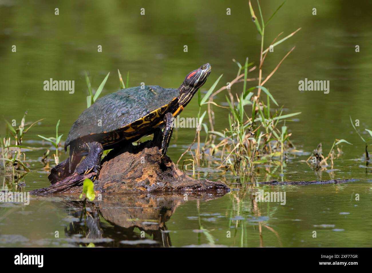 Red eared slider turtle texas hi-res stock photography and images - Alamy
