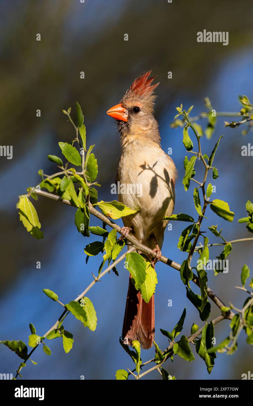 Cardinal in texas brush hi-res stock photography and images - Alamy