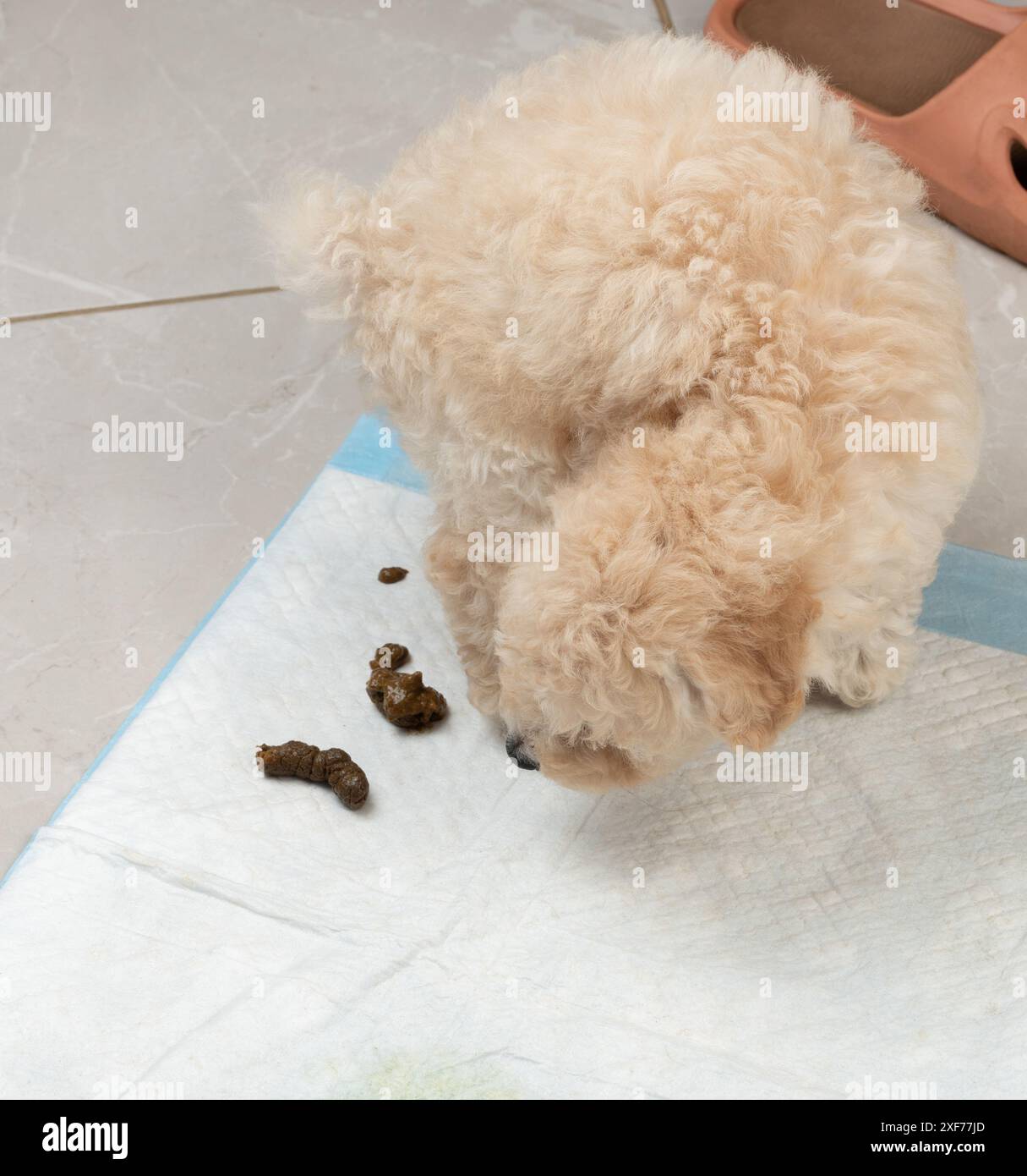 Poodle puppy poop on carpet in house room Stock Photo - Alamy