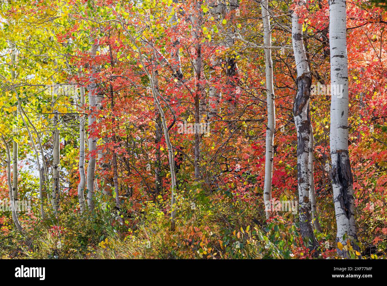 USA, Utah, Garden City, Bear Lake with fall color of Aspen and canyon ...