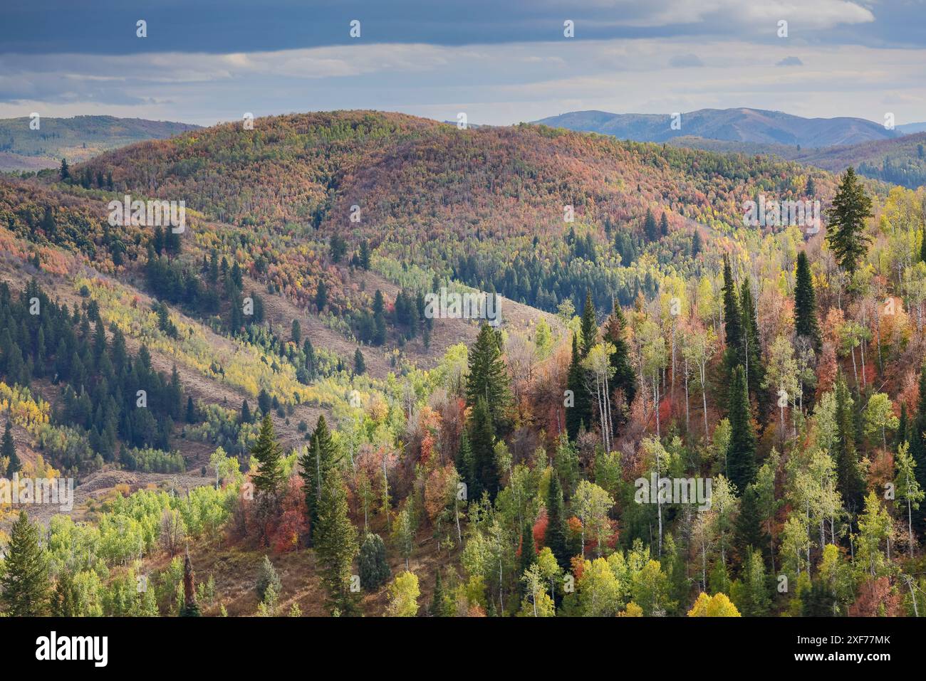 USA, Utah, Logan Canyon along Highway 89 landscape with Aspens and ...
