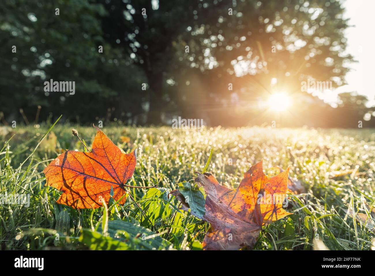 Low angle ground view scenery multicoloroed bright vibrant maple first ...