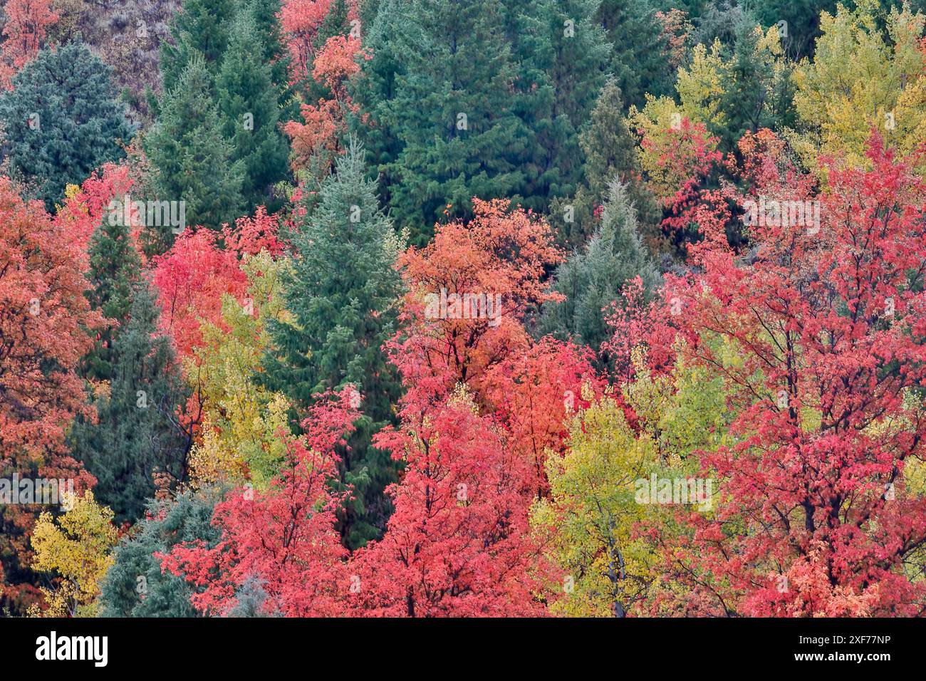 USA, Utah, Garden City. Bear lake area in autumn colors of red, golden ...