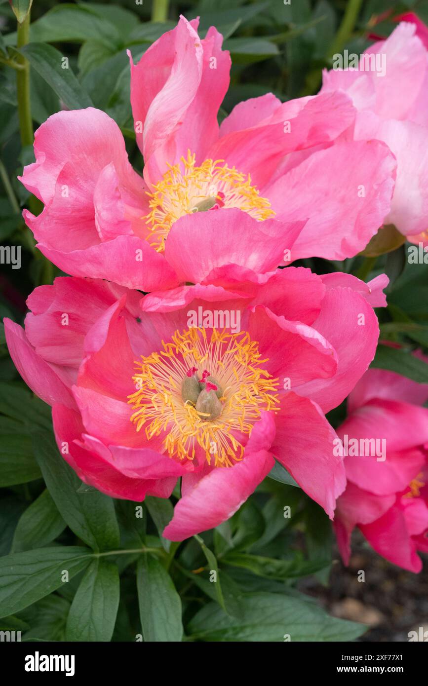 USA, Utah. Bowl of beauty peony, Red Butte Gardens Stock Photo - Alamy