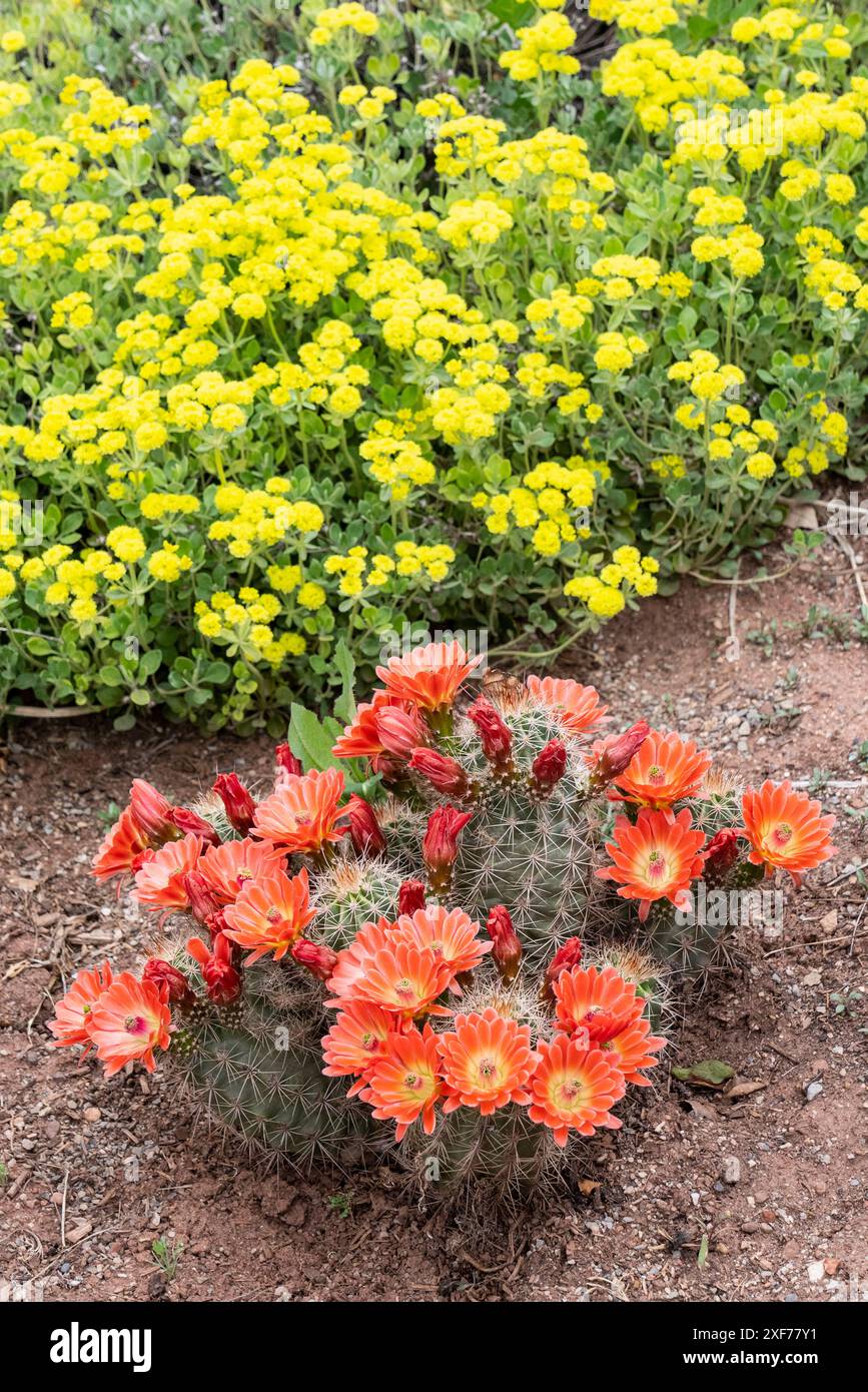 USA, Utah. Scarlet hedgehog cactus, Red Butte Gardens Stock Photo - Alamy