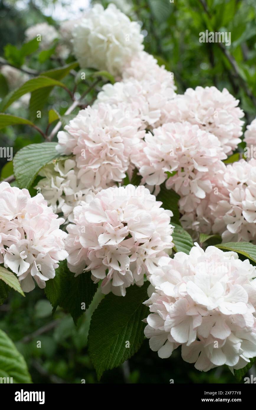 USA, Utah. Red Butte Gardens Stock Photo - Alamy