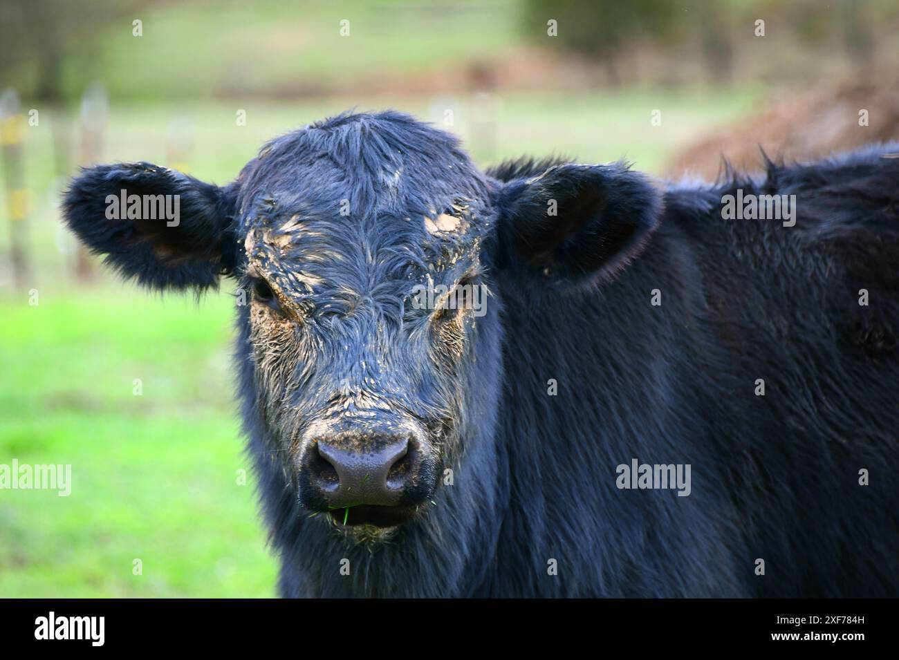 Young black angus cow, with grass blades extending from its mouth ...