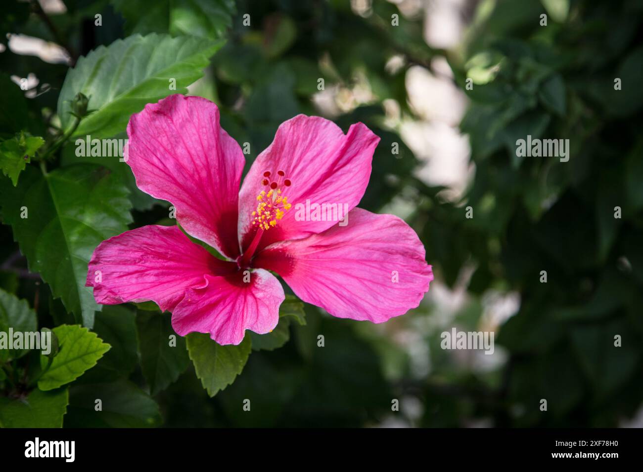 A close-up image of single pink Hibiscus Flower - rosa-sinensis Stock ...