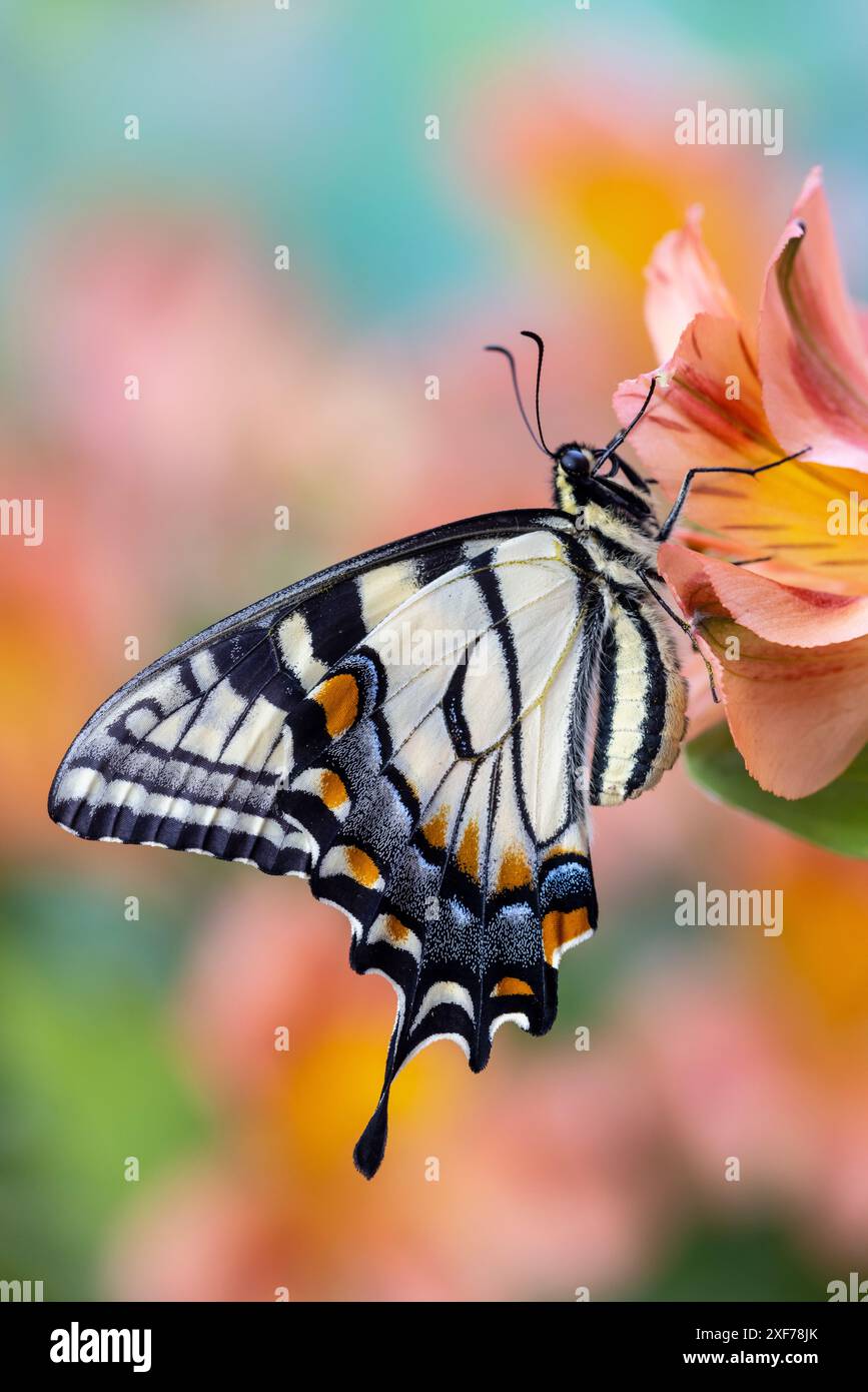 USA, Washington State, Sammamish. Eastern tiger swallowtail buttery on ...