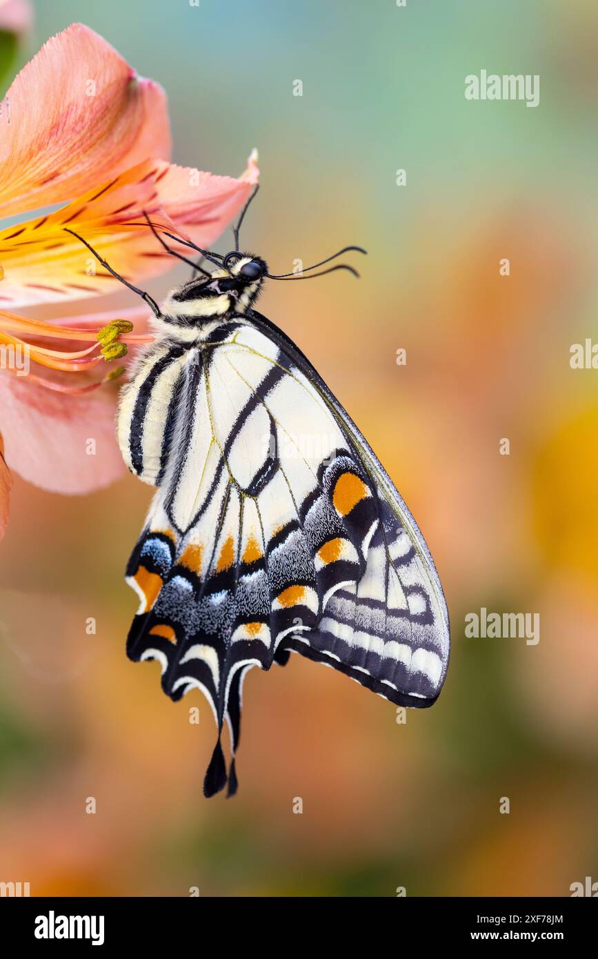 USA, Washington State, Sammamish. Eastern tiger swallowtail buttery on ...