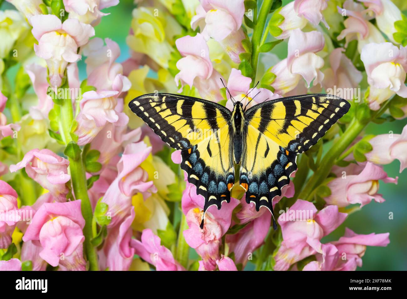 USA, Washington State, Sammamish. Eastern tiger swallowtail buttery on ...