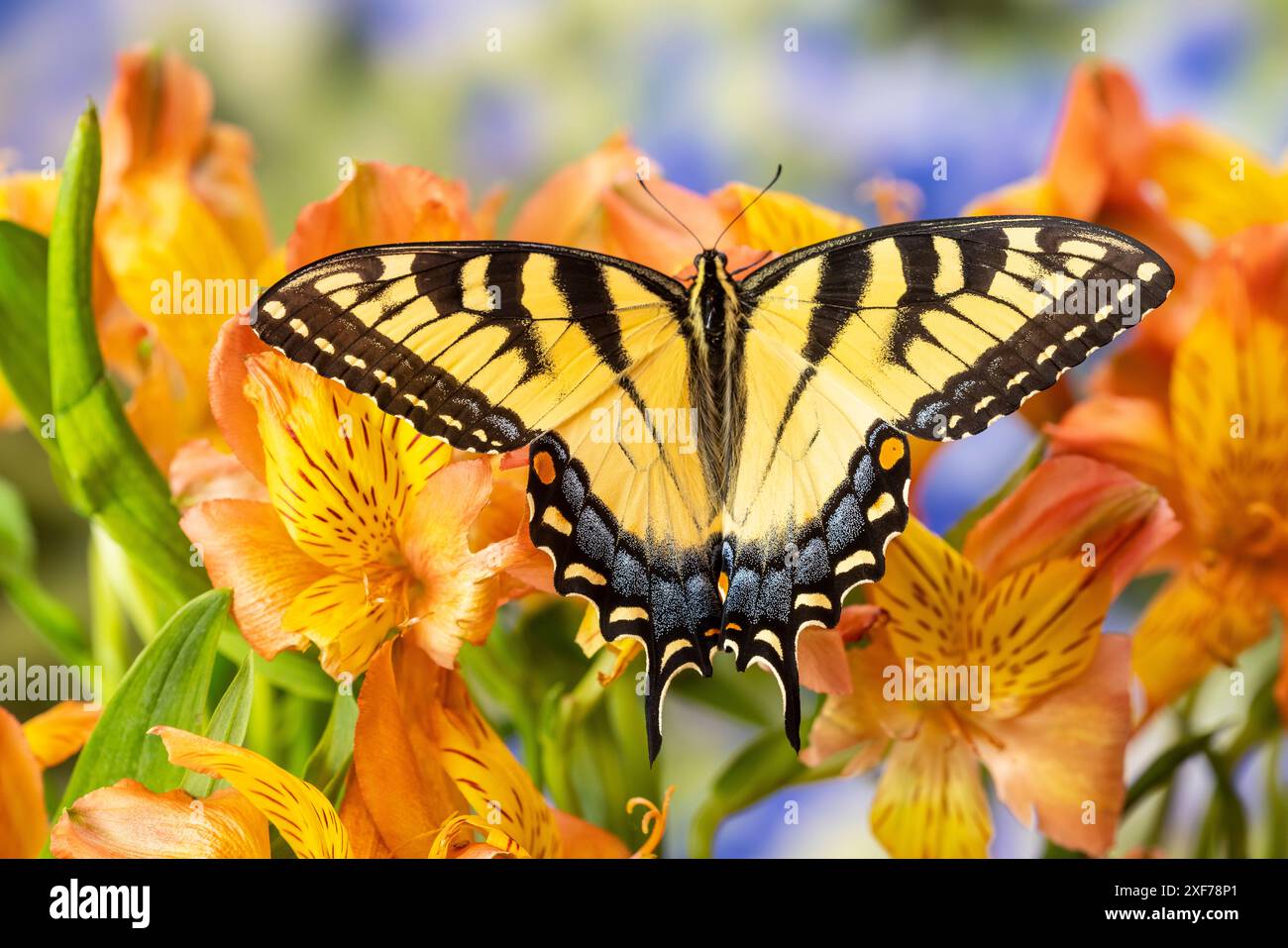 USA, Washington State, Sammamish. Eastern tiger swallowtail buttery on ...