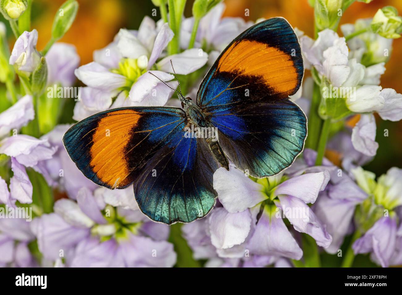 Callithea sapphira hi-res stock photography and images - Alamy