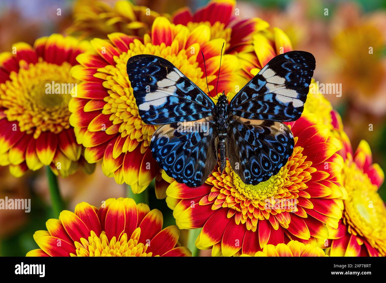 USA, Washington State, Sammamish. Tropical butterfly the cracker ...