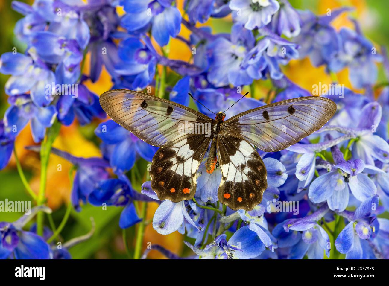 USA, Washington State, Sammamish. Big greasy. Also known as the ...