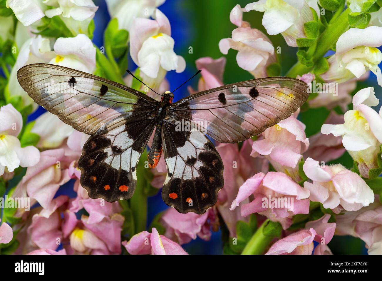 Greasy insect hi-res stock photography and images - Alamy