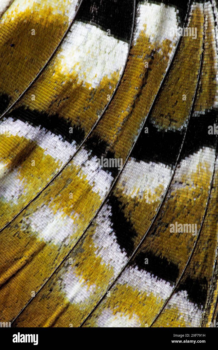 USA, Washington State, Sammamish. Butterfly wing detail Stock Photo - Alamy
