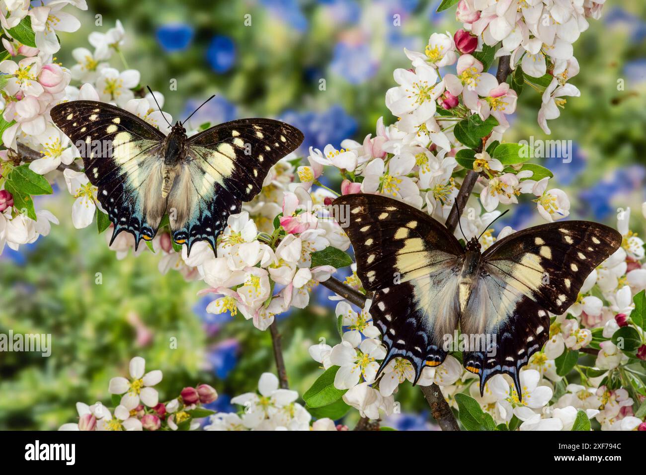 USA, Washington State, Sammamish. Tropical butterfly the Leafwing ...