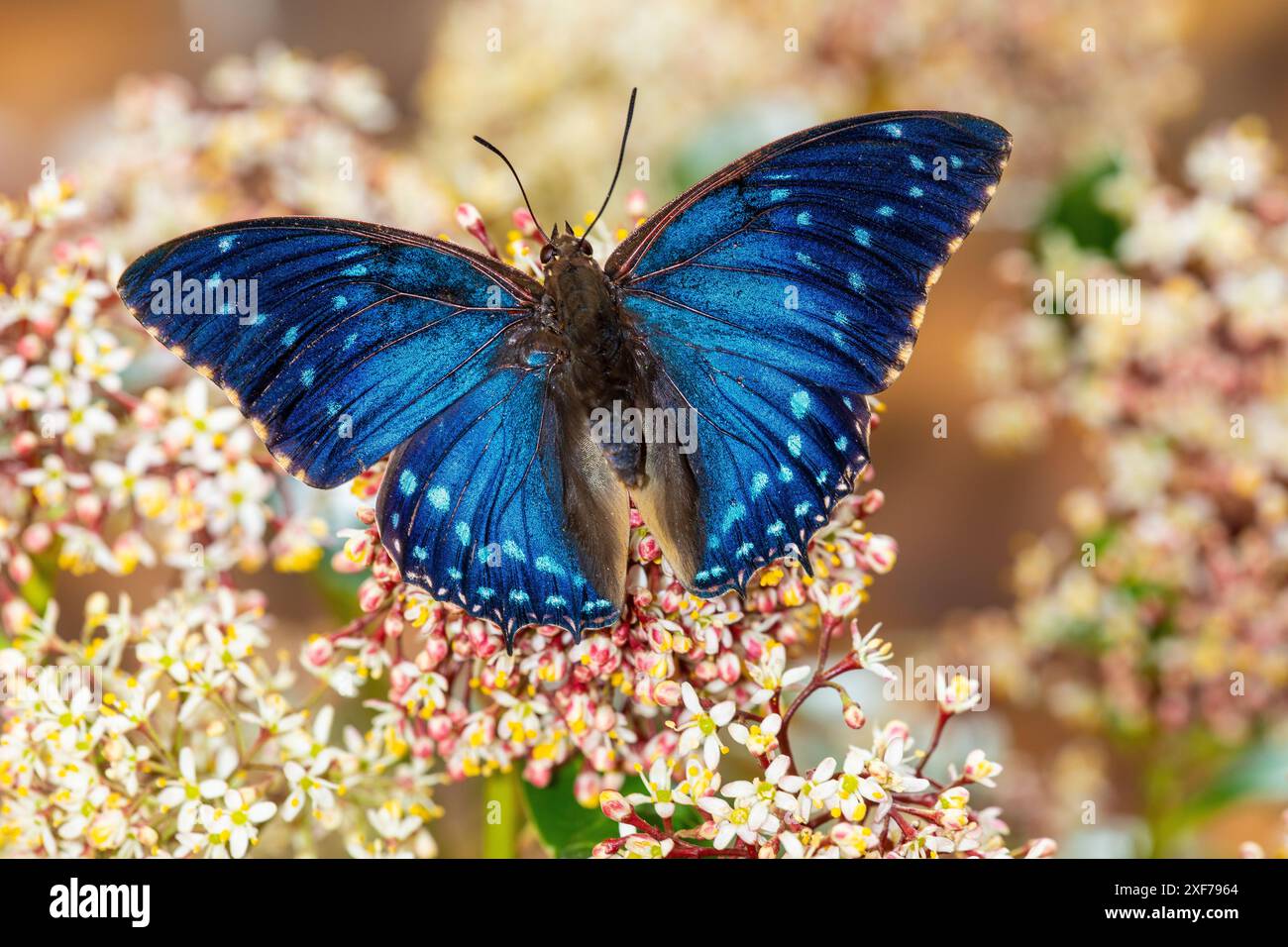 USA, Washington State, Sammamish. Blue tropical butterfly in the ...