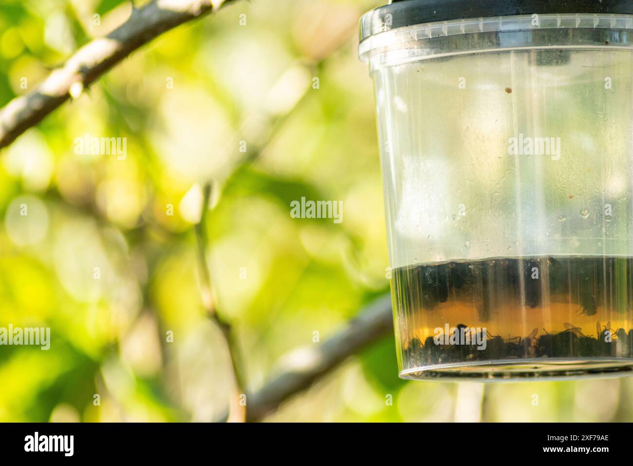 close up view of dead insects caught in an asiatic wasp trap Stock ...