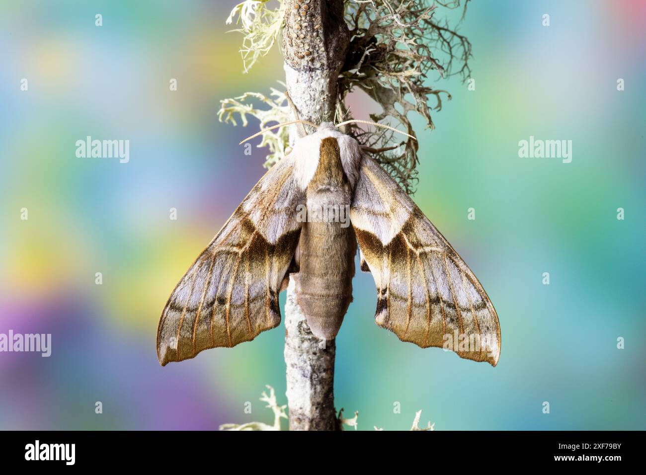 USA, Washington State, Sammamish. Sphinx moth resting on moss covered ...
