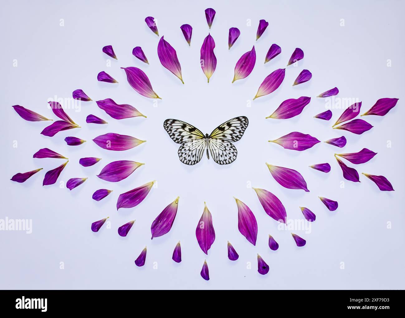 USA, Washington State, Sammamish. Dahlia and petals in circular design ...