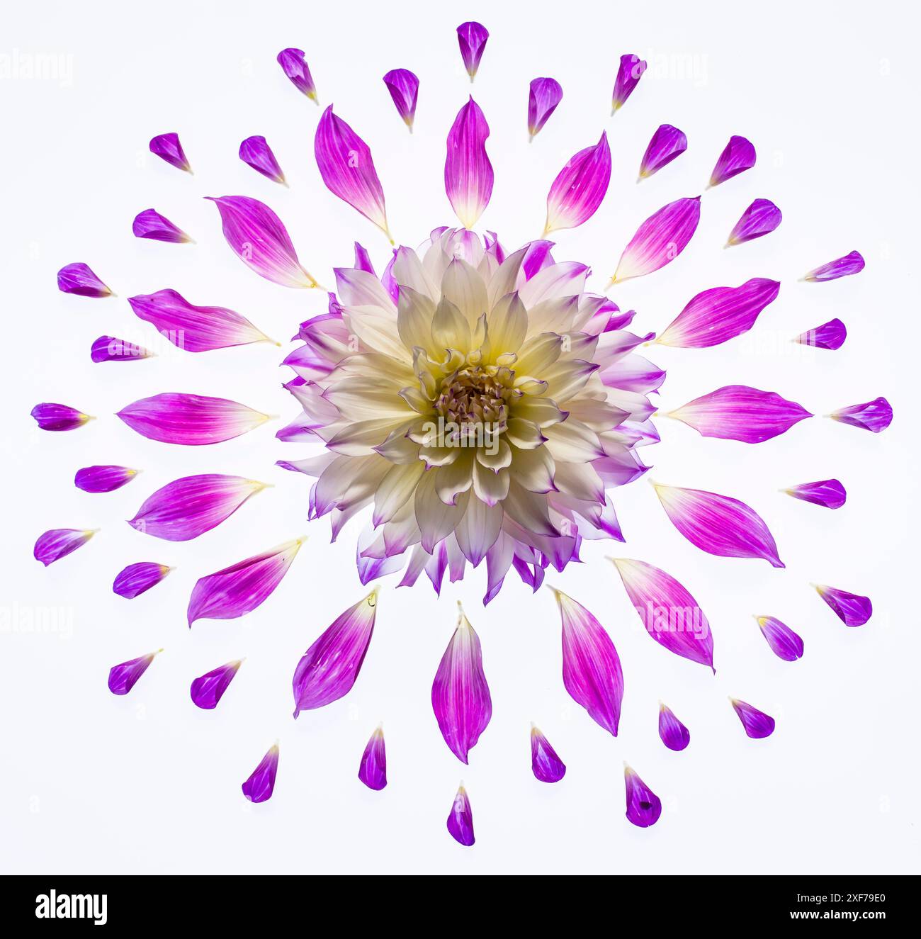 USA, Washington State, Sammamish. Dahlia and petals in circular design ...